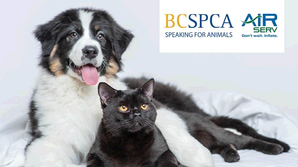 BC SPCA & Air Serv Program | Mid Island Co-op